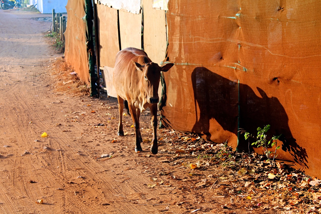 300+ Free Goa & Nature Photos - Pixabay