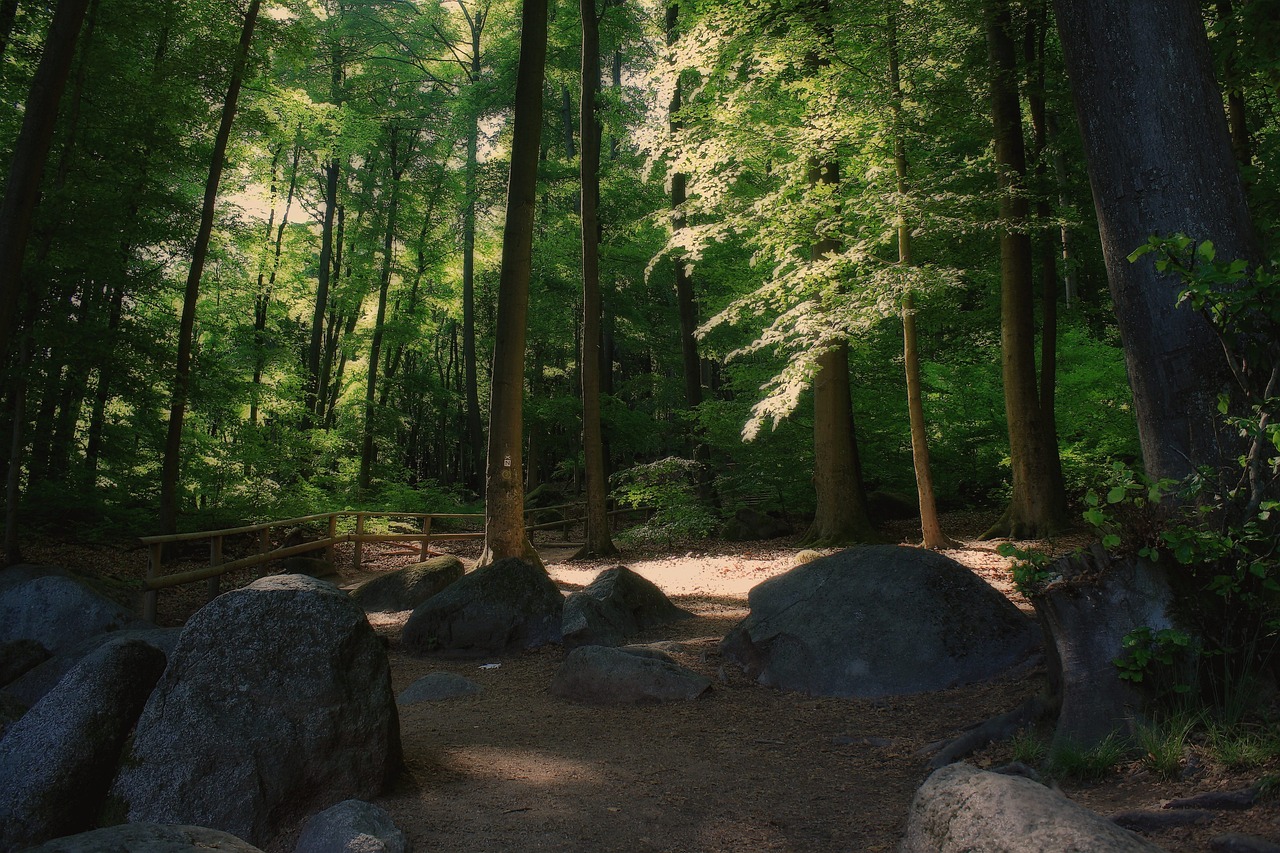 La Nature Forêt Des Arbres - Photo gratuite sur Pixabay - Pixabay