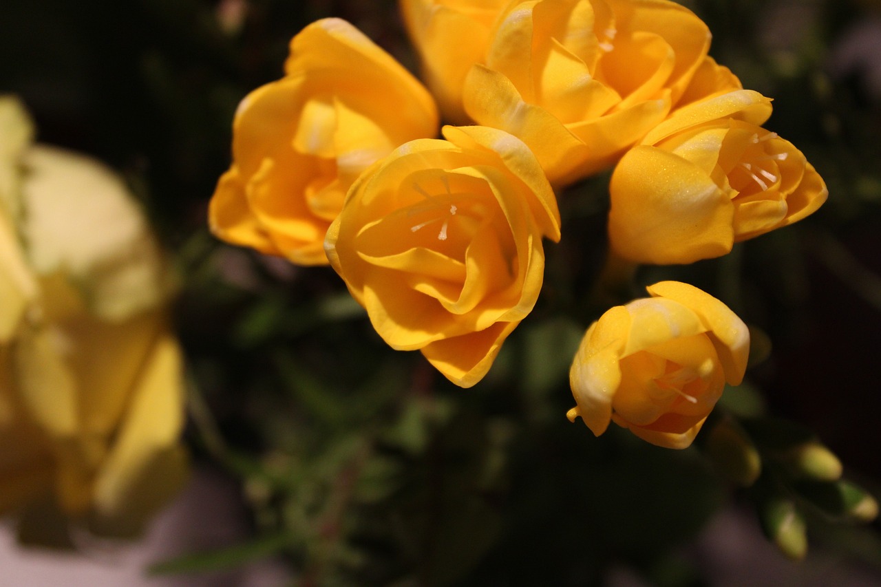 Natureza Jardim Flores - Foto gratuita no Pixabay - Pixabay