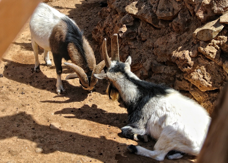 Bergziegen Tlemcen - Kostenloses Foto auf Pixabay