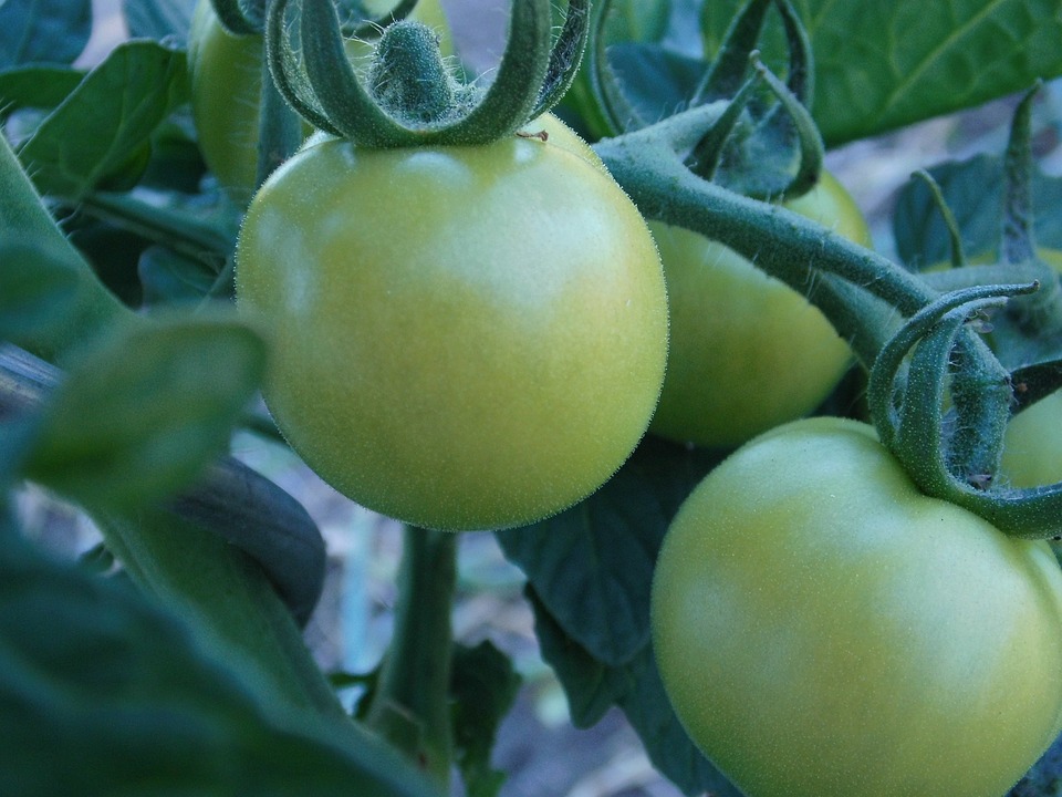 Tomato Green Immature - Free photo on Pixabay - Pixabay