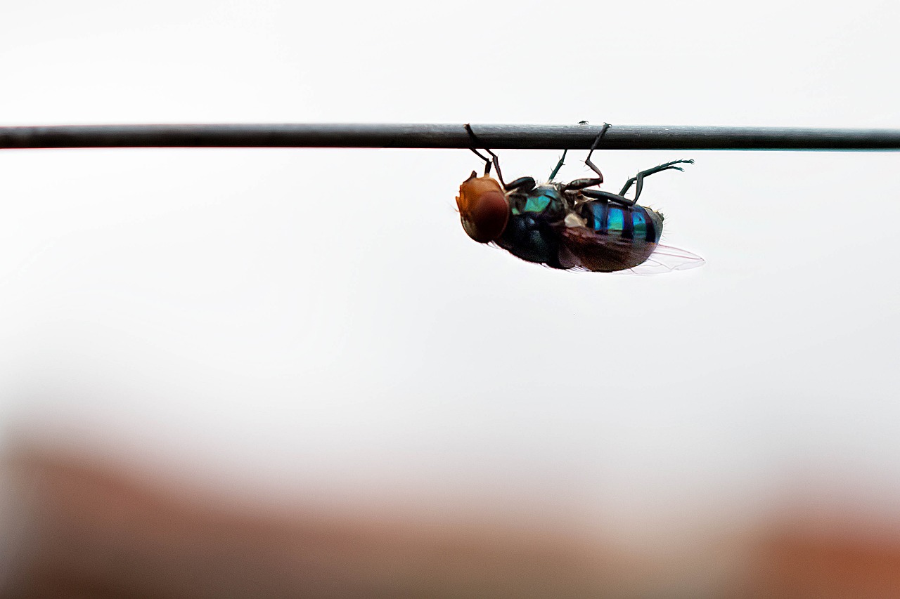 Insecte Petit Nature - Photo gratuite sur Pixabay - Pixabay