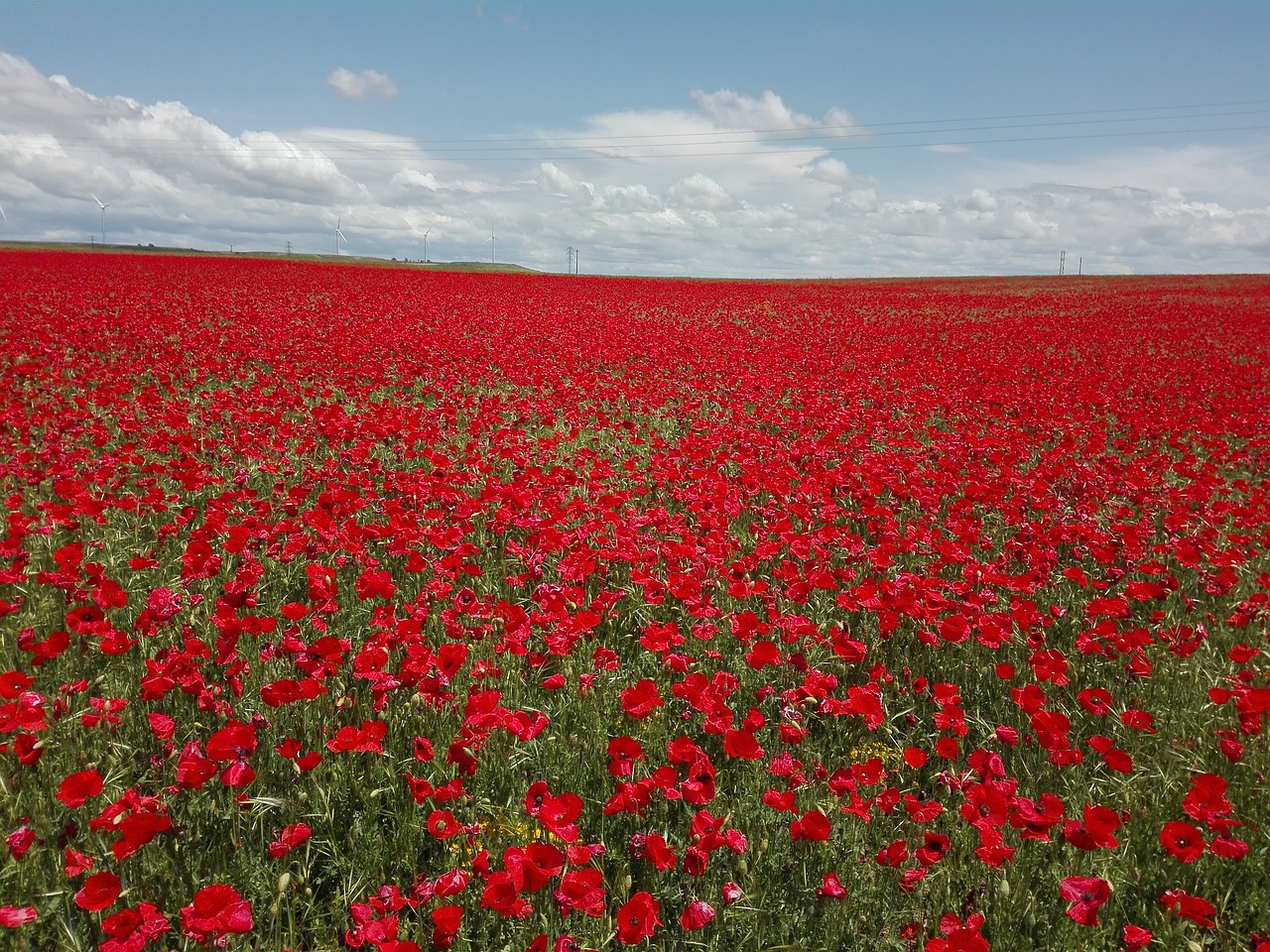 Fields Of Poppies Wheel - Free photo on Pixabay