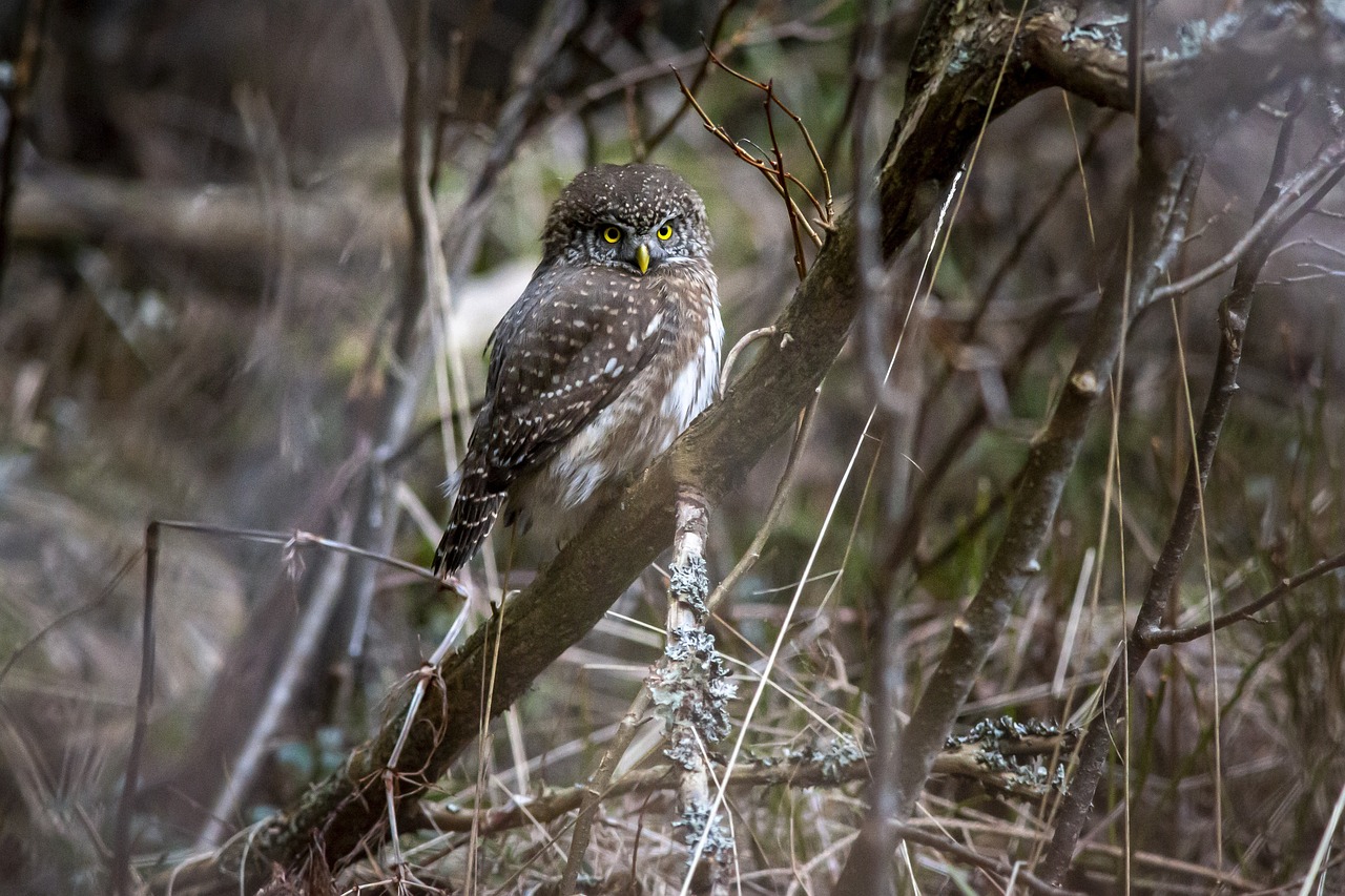 Eurasian Pygmy Owl Glaucidium - Free photo on Pixabay - Pixabay