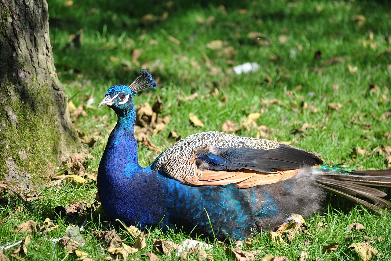 Peacock Bird Masculine - Free photo on Pixabay - Pixabay