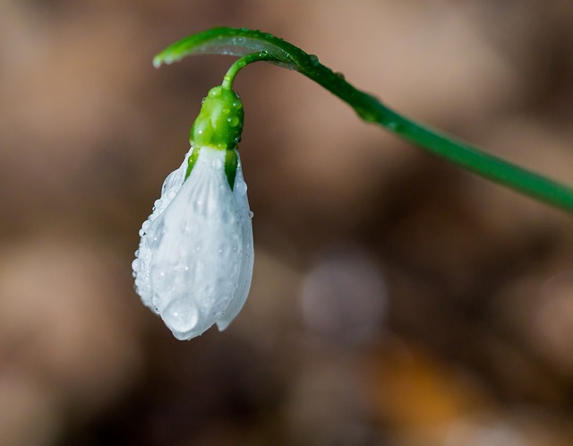 Snowdrop Drops Rain - Free photo on Pixabay