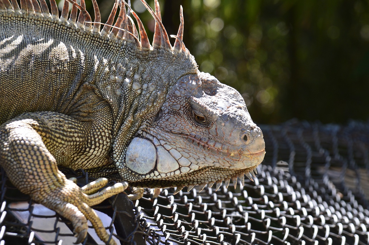 Iguana Reptile Costa Rica - Free photo on Pixabay
