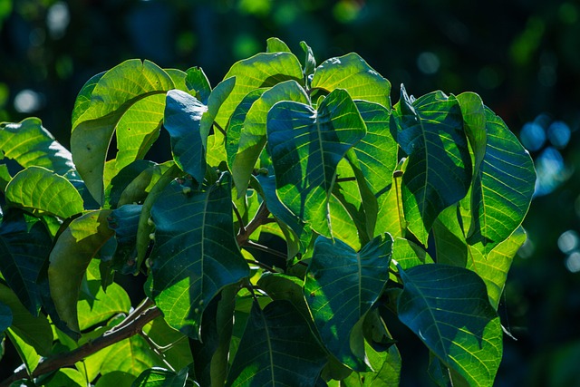 Hoja Verde Naturaleza Medio - Foto gratis en Pixabay - Pixabay