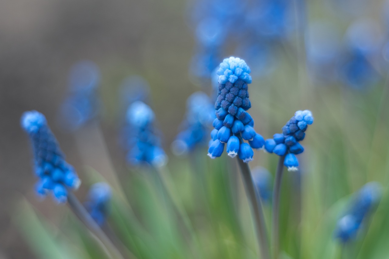 Fleurs La Nature Jardin - Photo gratuite sur Pixabay - Pixabay