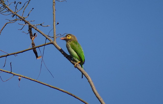 Burung Barbet Berkepala Coklat - Foto gratis di Pixabay - Pixabay