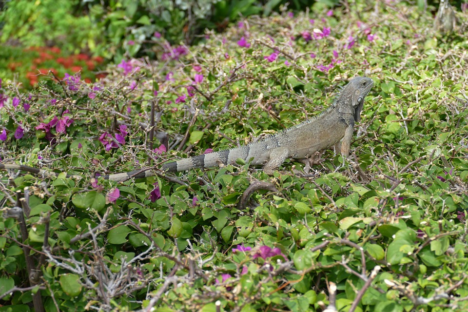 Iguana Animal Lizard - Free photo on Pixabay - Pixabay