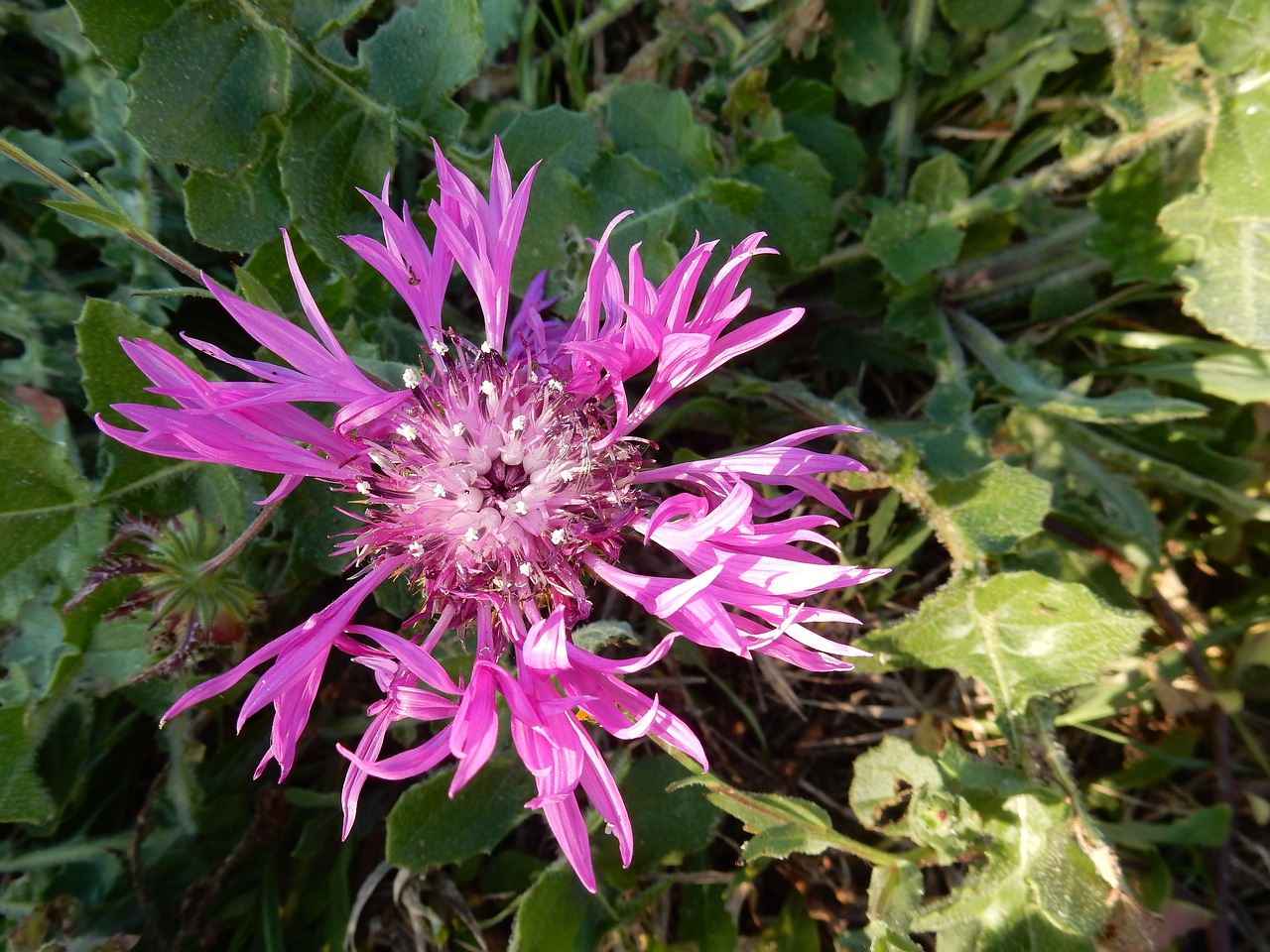 Mala Hierba Violeta Flor - Foto gratis en Pixabay - Pixabay