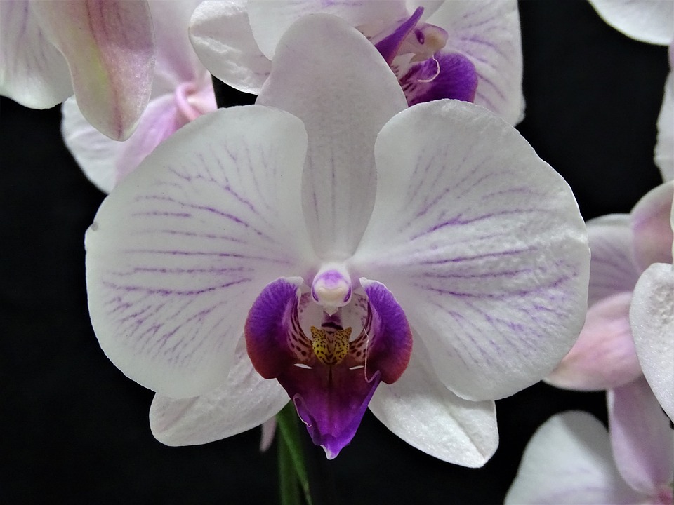 Orchid Orchidées Fleurs - Photo gratuite sur Pixabay