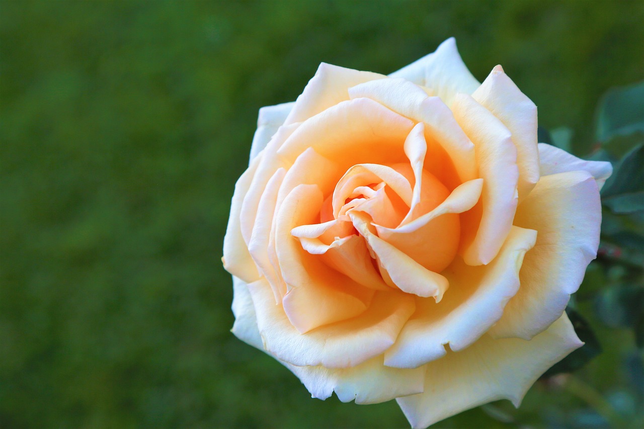 Rose Nature Spring - Free photo on Pixabay - Pixabay