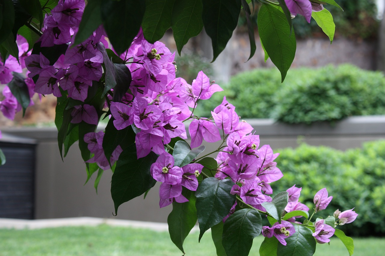 Bougainvillea Garden Begonias - Free photo on Pixabay - Pixabay