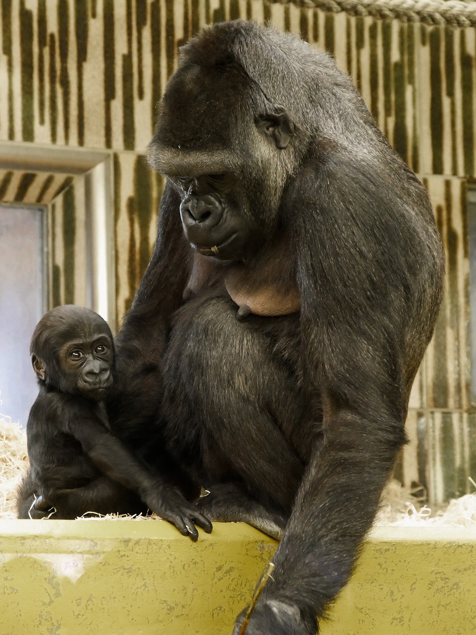 Tierwelt Affe Gorilla - Kostenloses Foto auf Pixabay - Pixabay