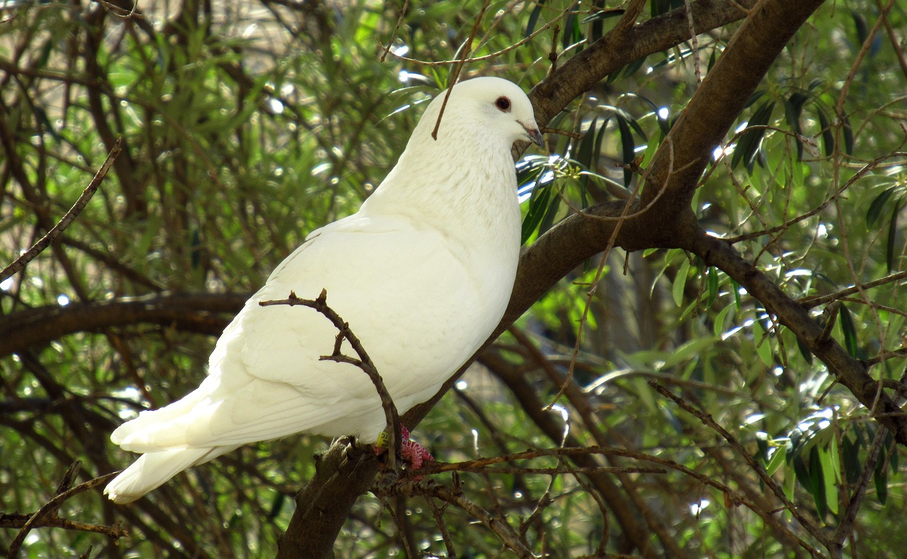 Albino Pigeon Bird - Free photo on Pixabay