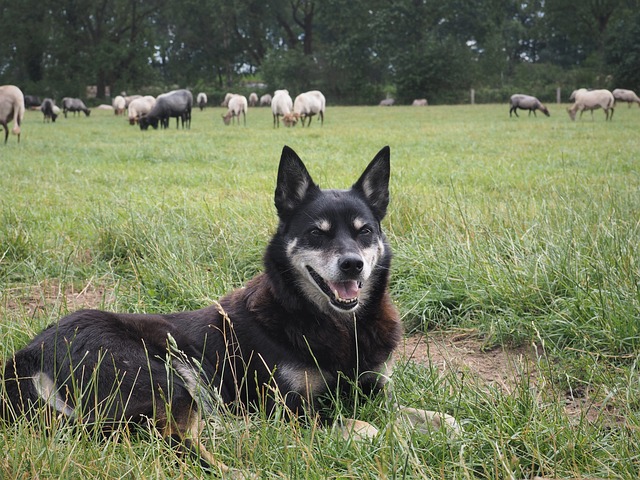 Chien Une De Berger - Photo gratuite sur Pixabay - Pixabay