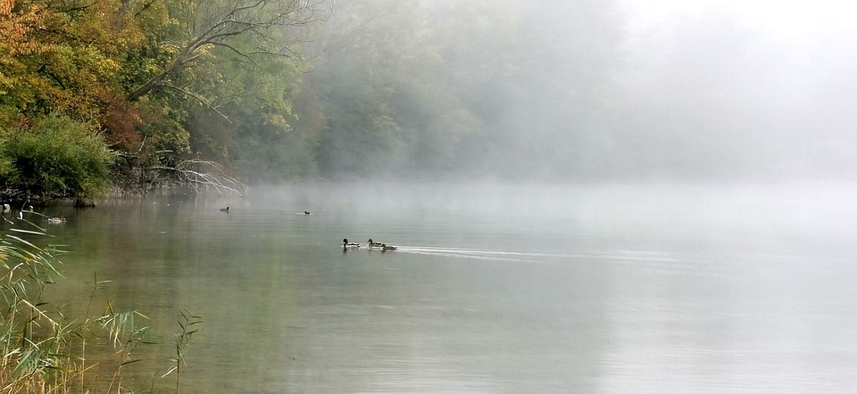 Ducks In The Fog Lake Fall - Free photo on Pixabay