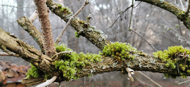 Wood With Moss Elderberry Root - Free photo on Pixabay