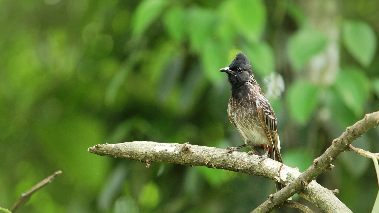 Kerala India Bulbul Red-Vented - Free photo on Pixabay - Pixabay