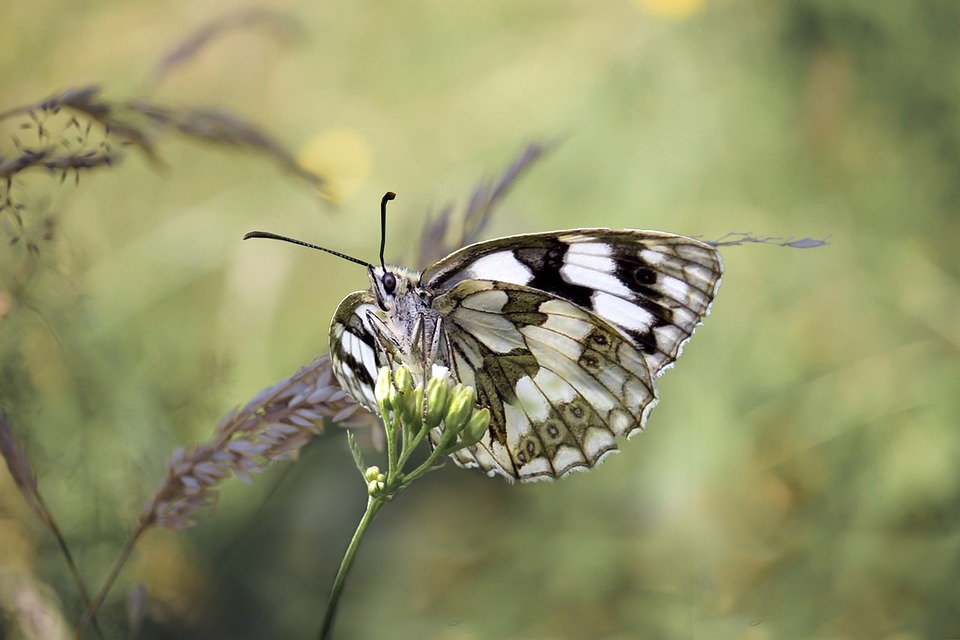 Motyl Motyle Przyroda - Darmowe zdjęcie na Pixabay