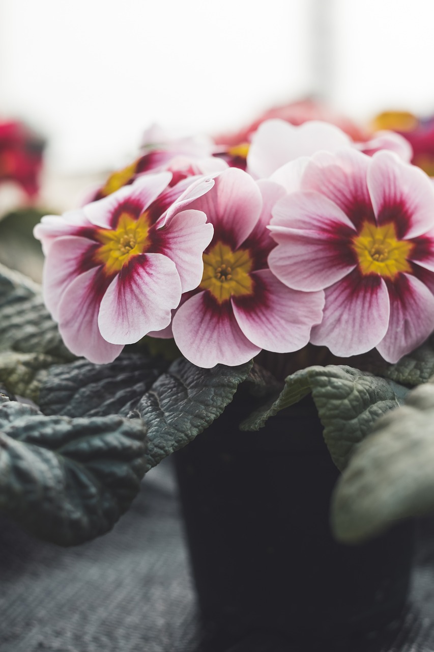 Primrose Flower Blossom - Free photo on Pixabay - Pixabay