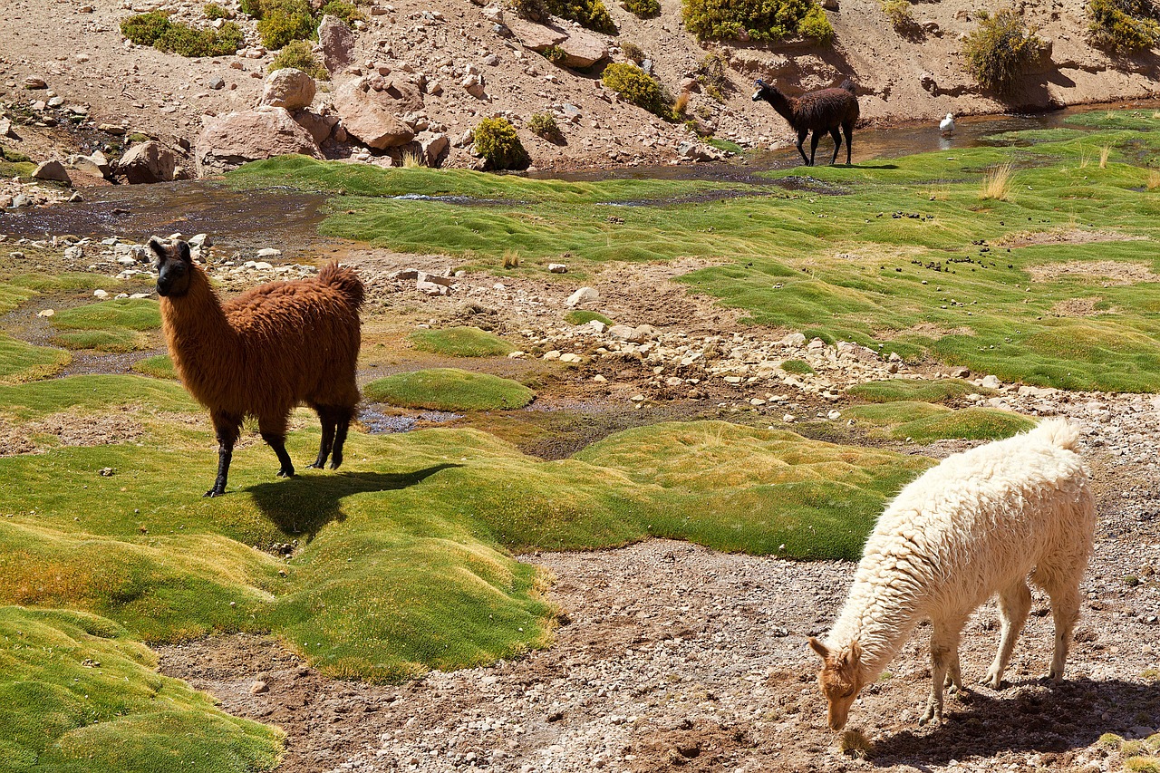 Chile Alpaca Wildlife - Free photo on Pixabay - Pixabay