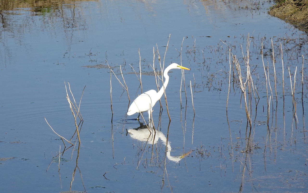 Bird Great Egret Reflection Ardea - Free photo on Pixabay - Pixabay