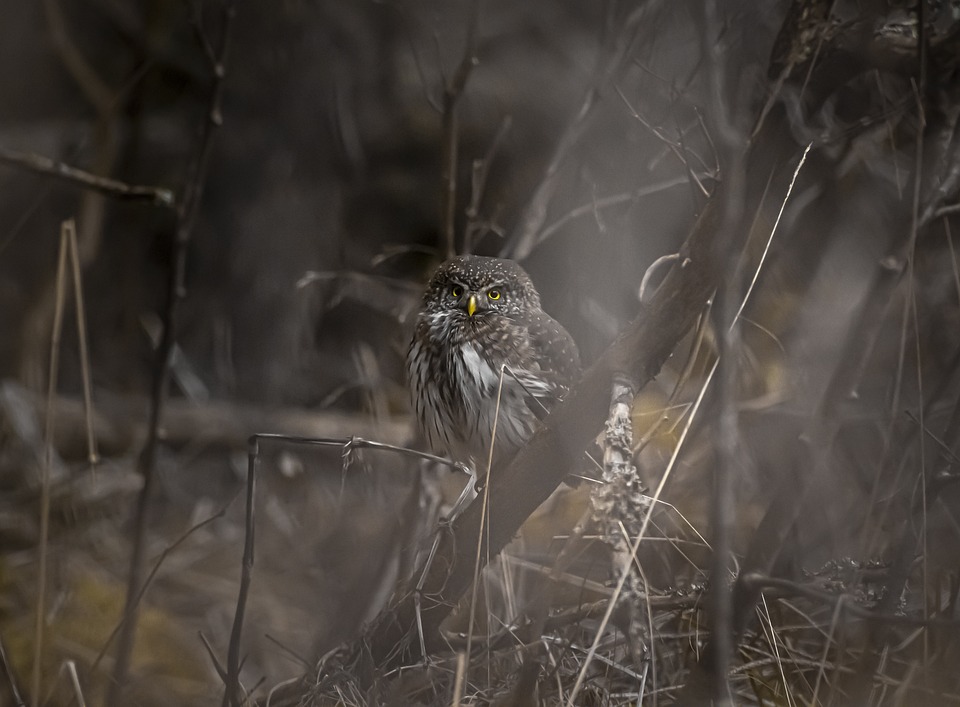 Eurasian Pygmy Owl Glaucidium - Free photo on Pixabay - Pixabay
