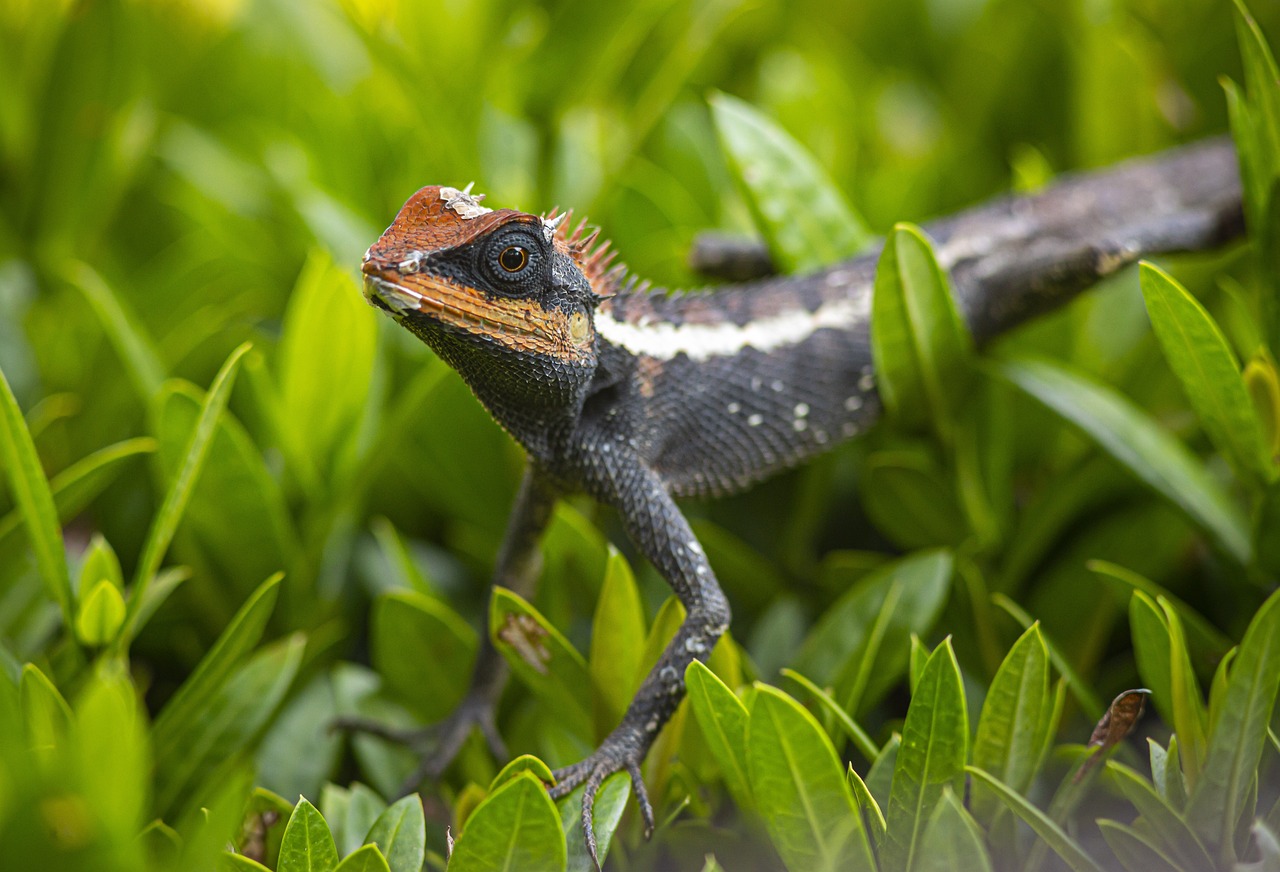 Emma Gray'S Forest Lizard Calotes - Free photo on Pixabay