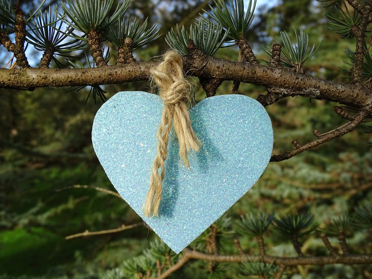Corazón Rama De Árbol Pino - Foto gratis en Pixabay - Pixabay