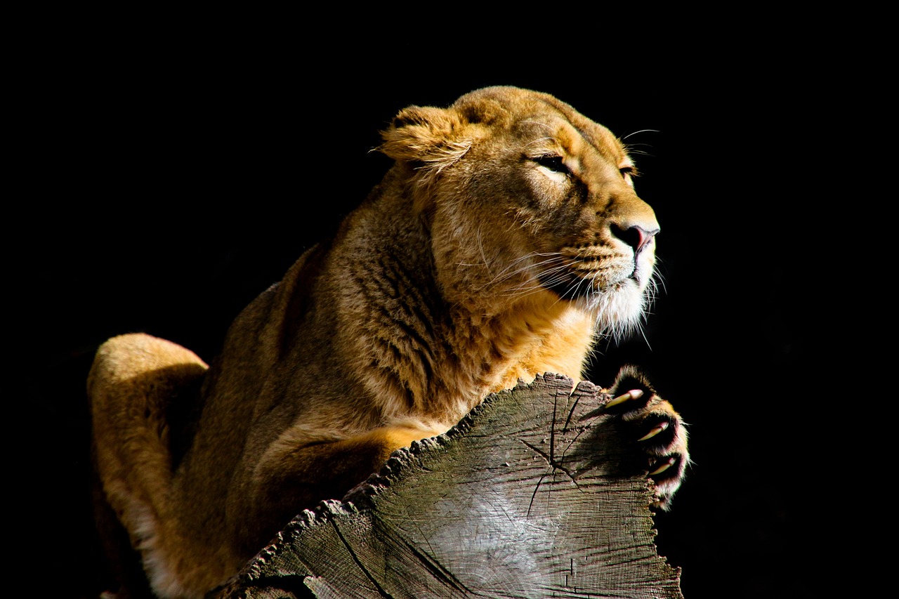 1,000+ Free Claw & Nature Images - Pixabay