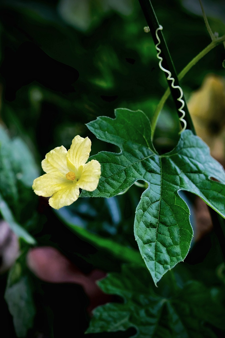 Balsam-Pear Momordica Charantia - Free photo on Pixabay
