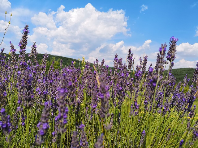 Lavanda Naturaleza Campo - Foto gratis en Pixabay - Pixabay