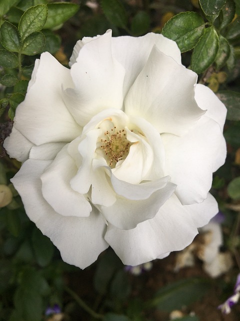 Rose Blanche Des - Photo gratuite sur Pixabay - Pixabay