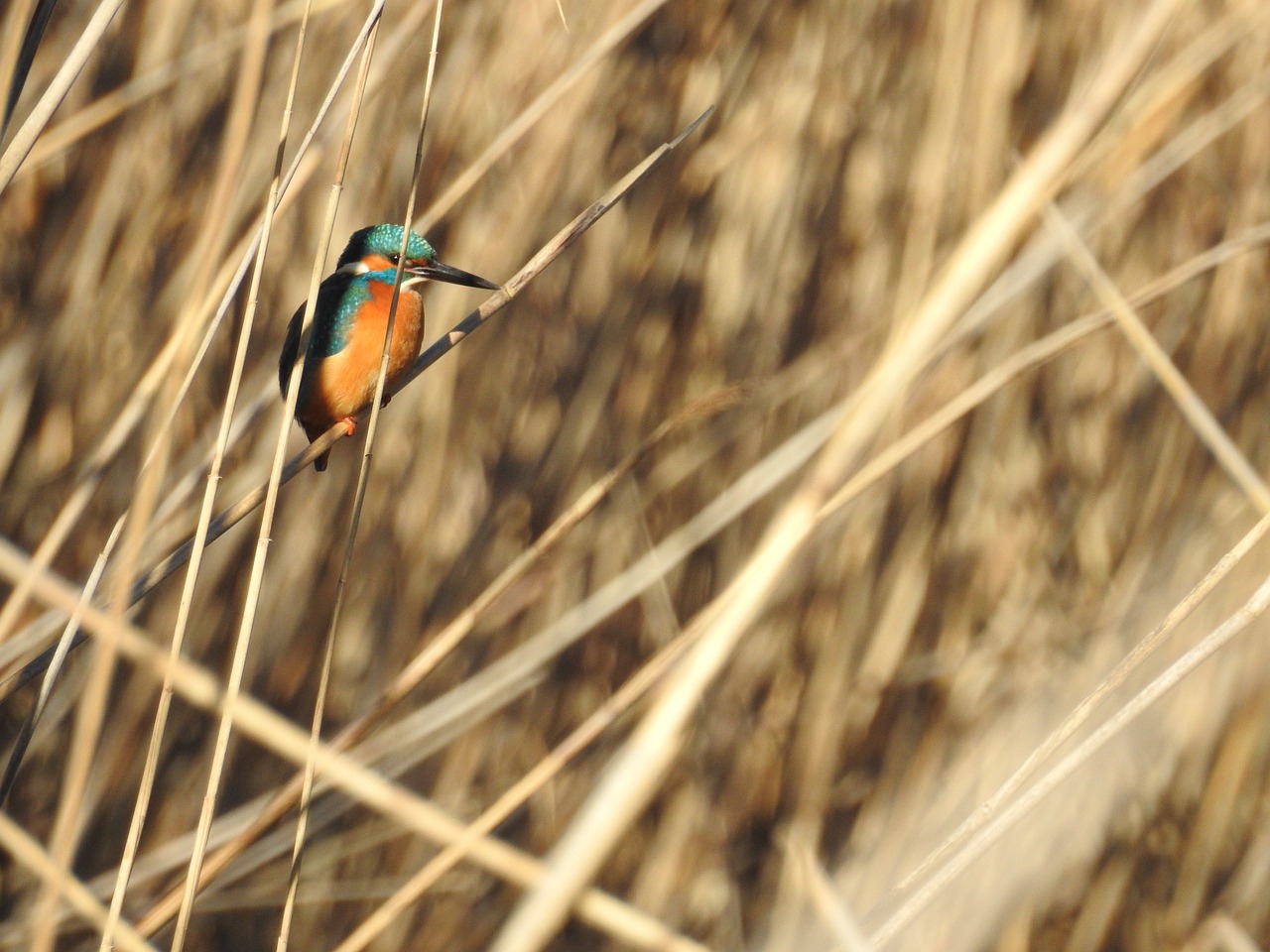 Martin Fisherman Kingfisher - Free photo on Pixabay