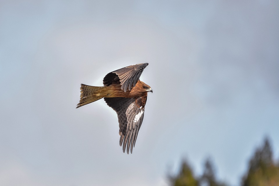 Animal Sky Bird Wild - Free photo on Pixabay - Pixabay