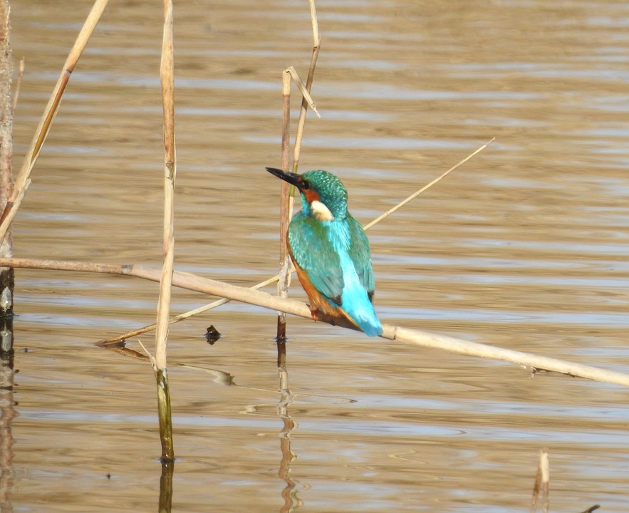 Martin Fisherman Kingfisher - Free photo on Pixabay