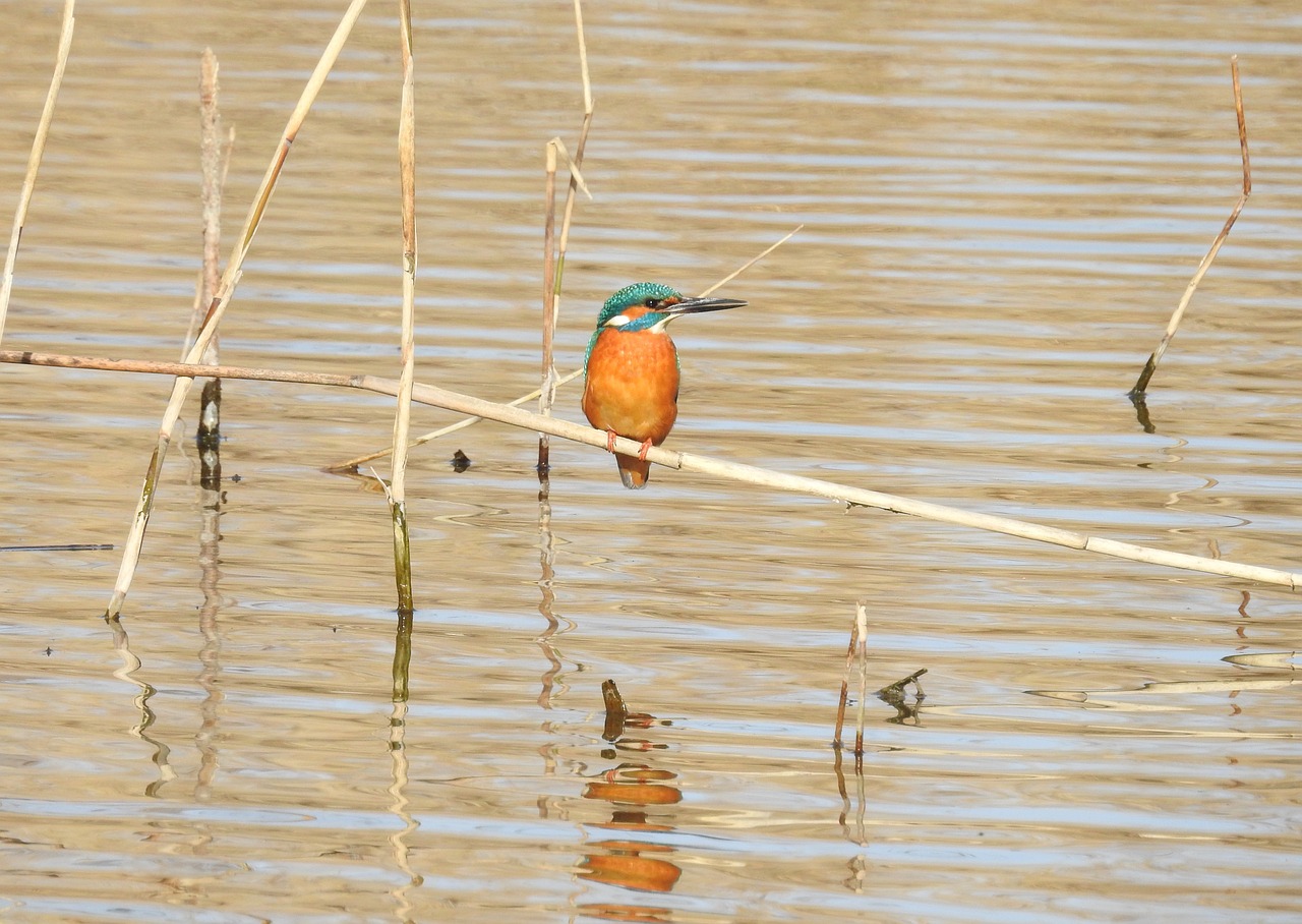 Martin Fisherman Kingfisher - Free photo on Pixabay
