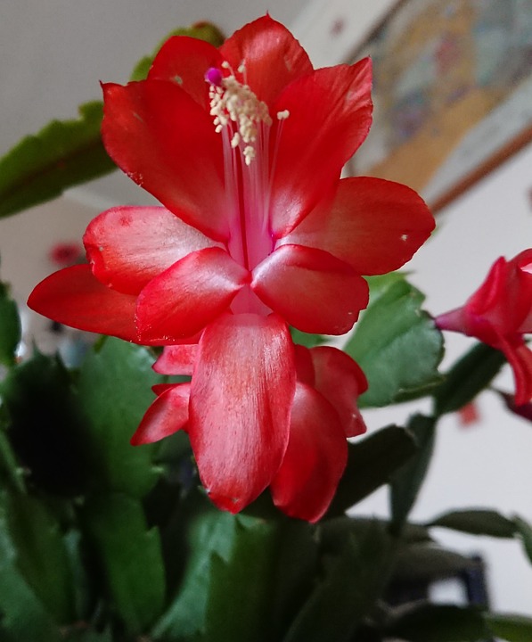 Cacto De Natal Flor - Foto gratuita no Pixabay - Pixabay