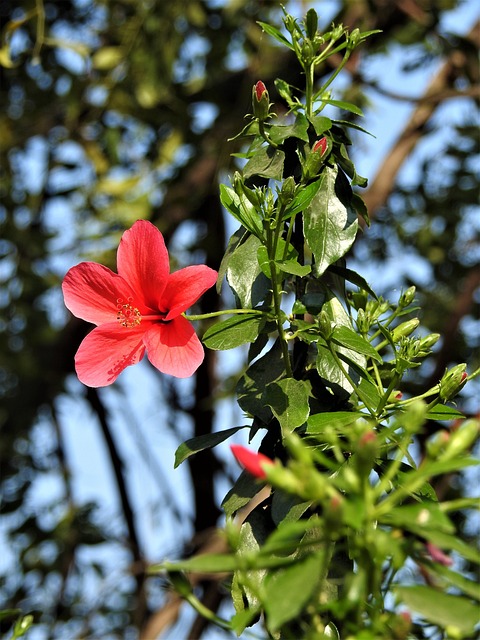 Rose Mallows Plant Bloom - Free photo on Pixabay - Pixabay