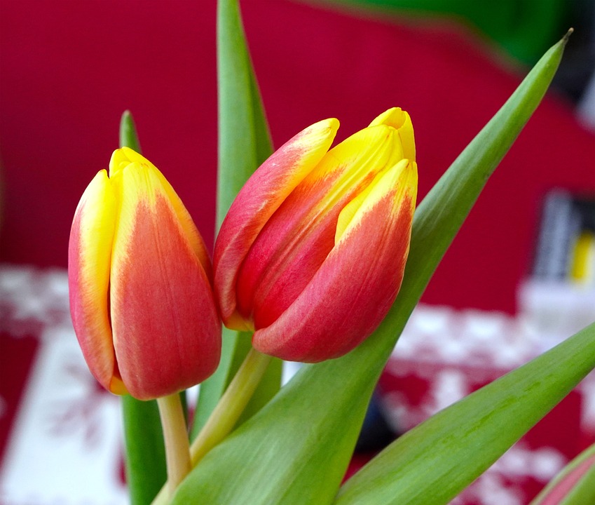 Tulip Mekar Bunga Musim - Foto gratis di Pixabay - Pixabay