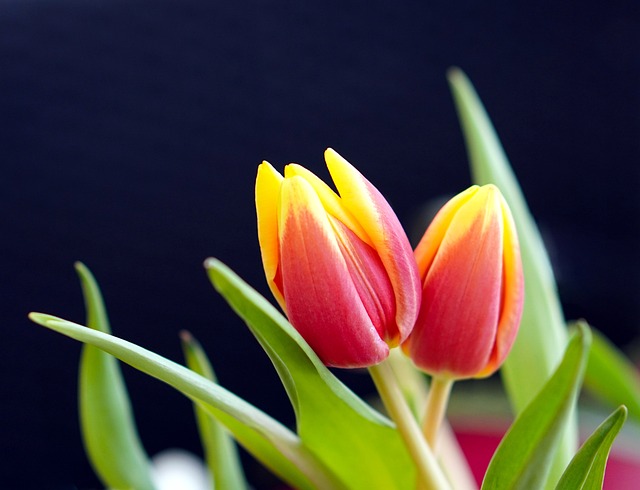 Tulip Mekar Bunga Musim - Foto gratis di Pixabay - Pixabay