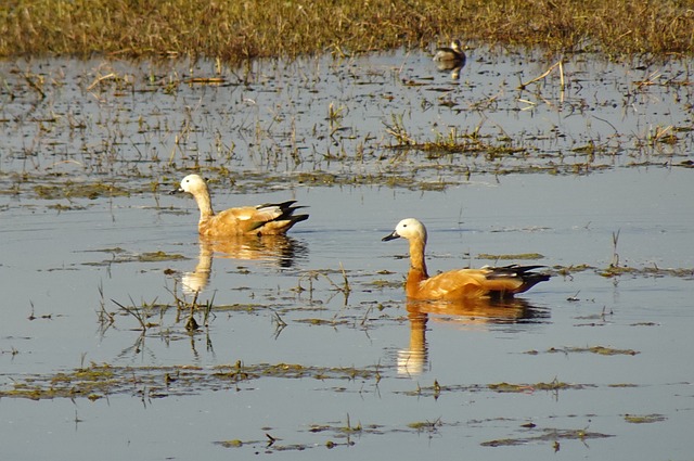 Bird Ruddy Shelduck Tadorna - Free photo on Pixabay - Pixabay