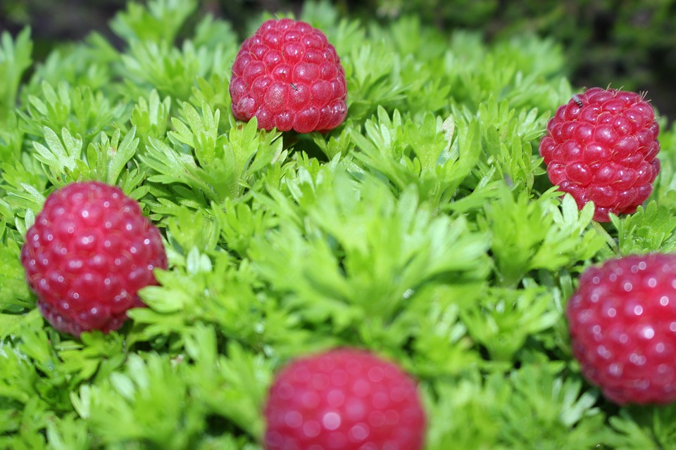 Raspberry Plant Fruit - Free photo on Pixabay