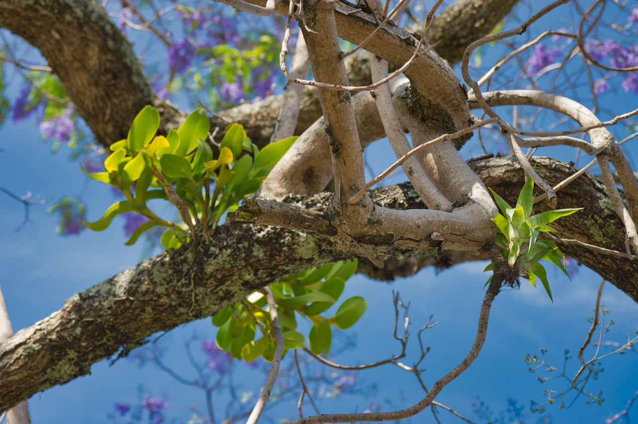 Costa Rica Trunk Wood - Free photo on Pixabay - Pixabay