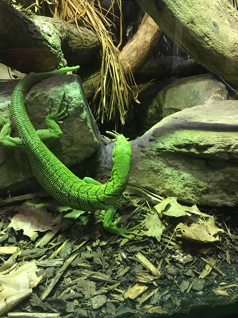 Lizard Animals The Nature Of - Free photo on Pixabay - Pixabay