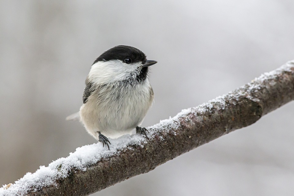 Willow Tit Poecile Montanus Bird - Free photo on Pixabay - Pixabay