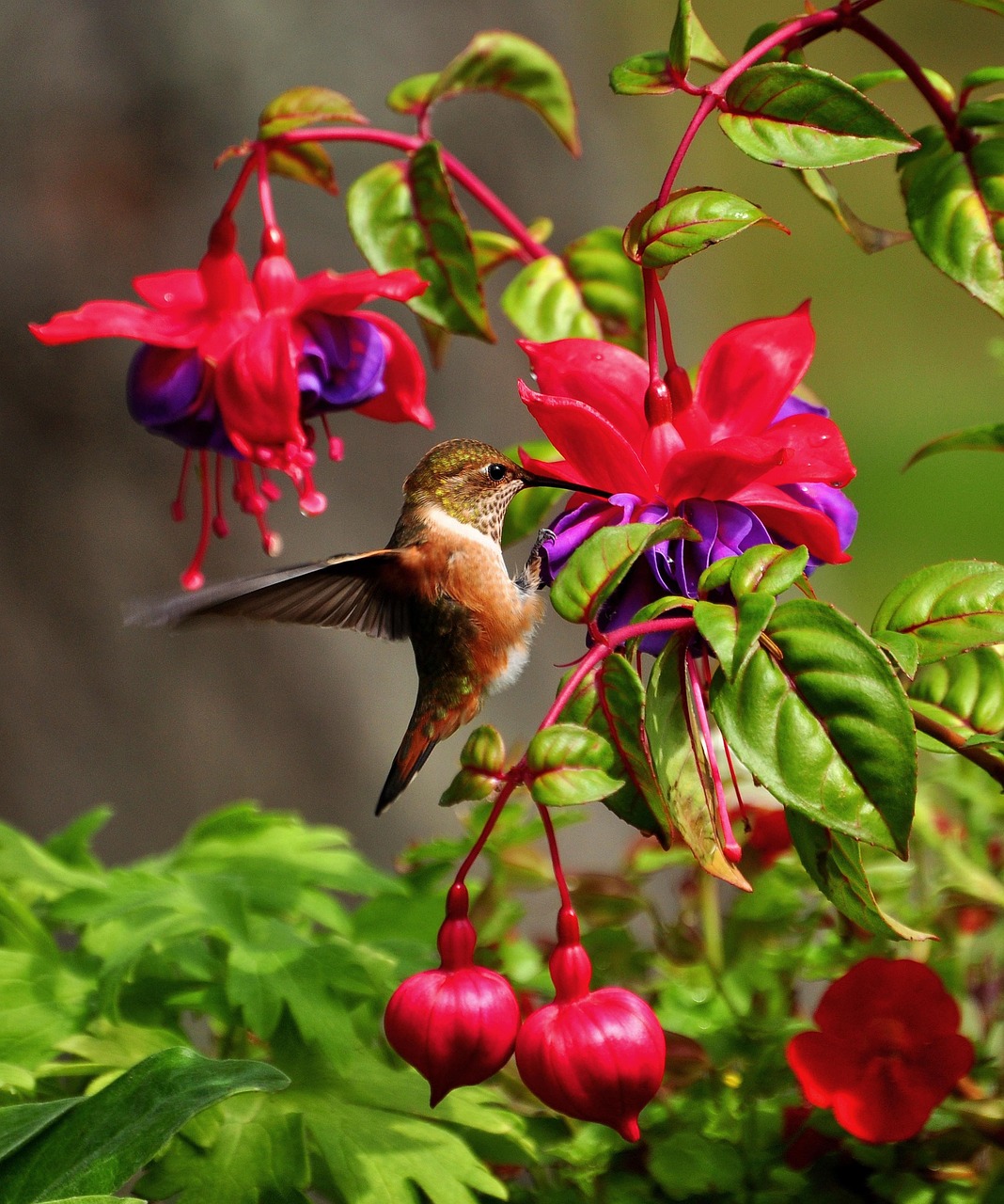 Rufus Hummingbird Bird Humming - Free photo on Pixabay